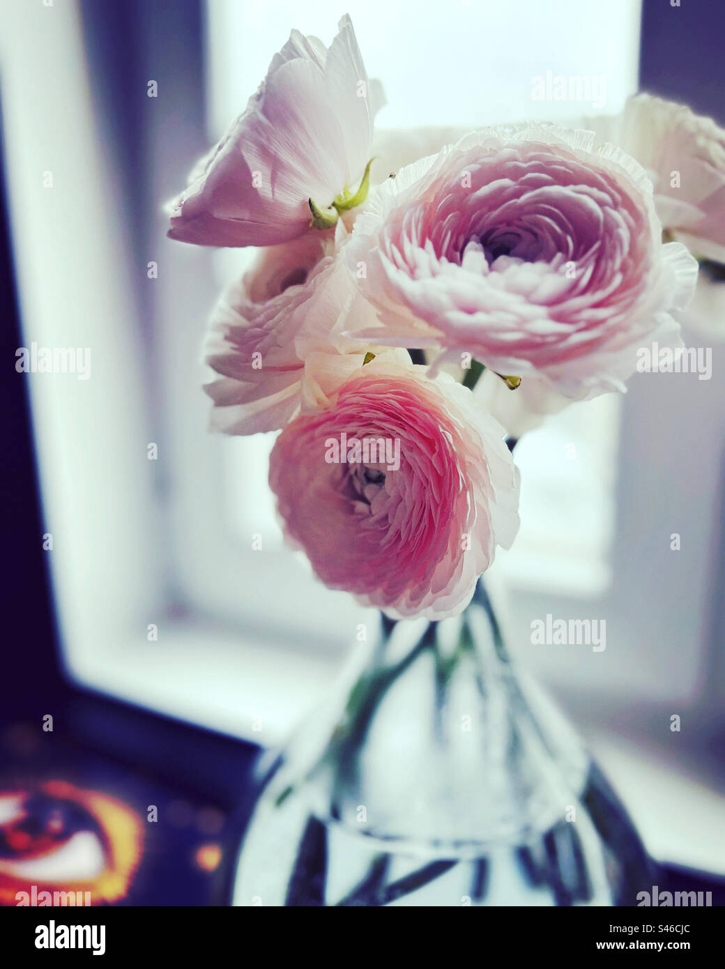 Pink ranunculus hi-res stock photography and images - Alamy