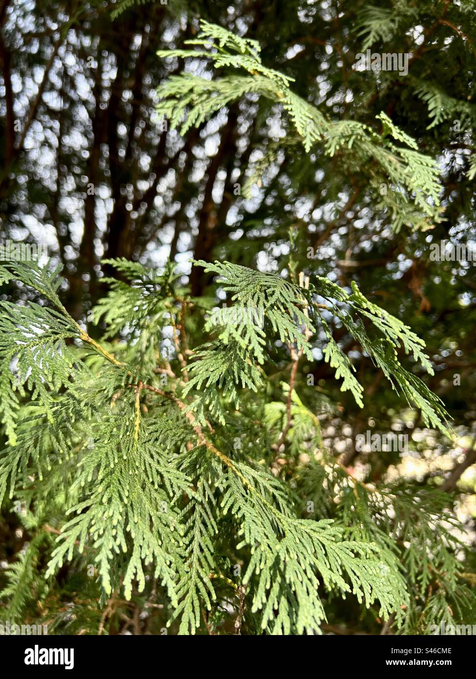 Conifers in summer hi-res stock photography and images - Alamy