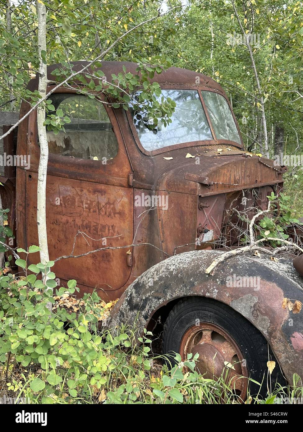 Vehicle in the woods hi-res stock photography and images - Alamy