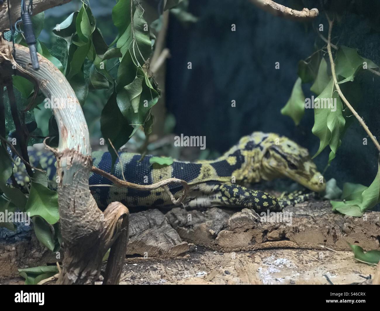 Philippine Water Monitor Lizard, the Living Rainforest, Hampstead ...
