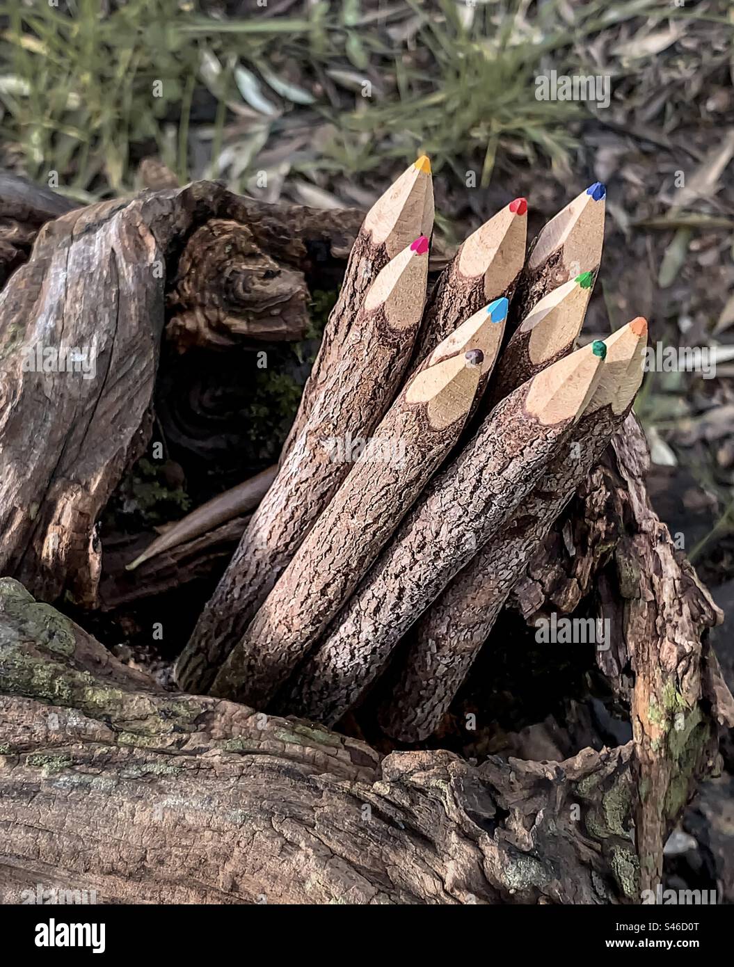 Twig colouring pencils in the hole of a log Stock Photo - Alamy