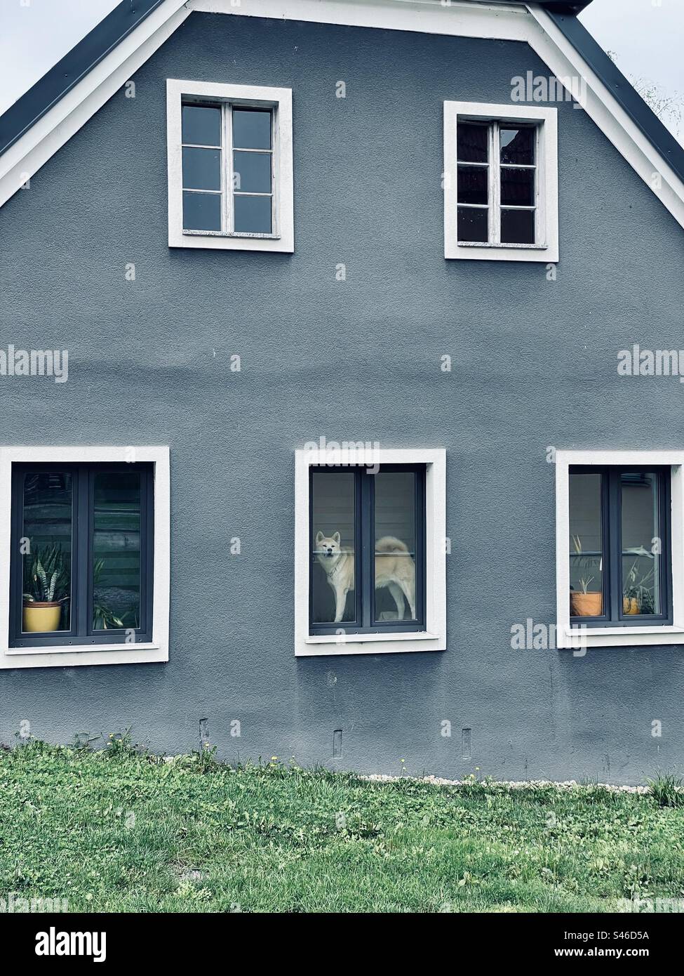Newly renovated house in Fehring, with a beautiful Husky peeking out ...