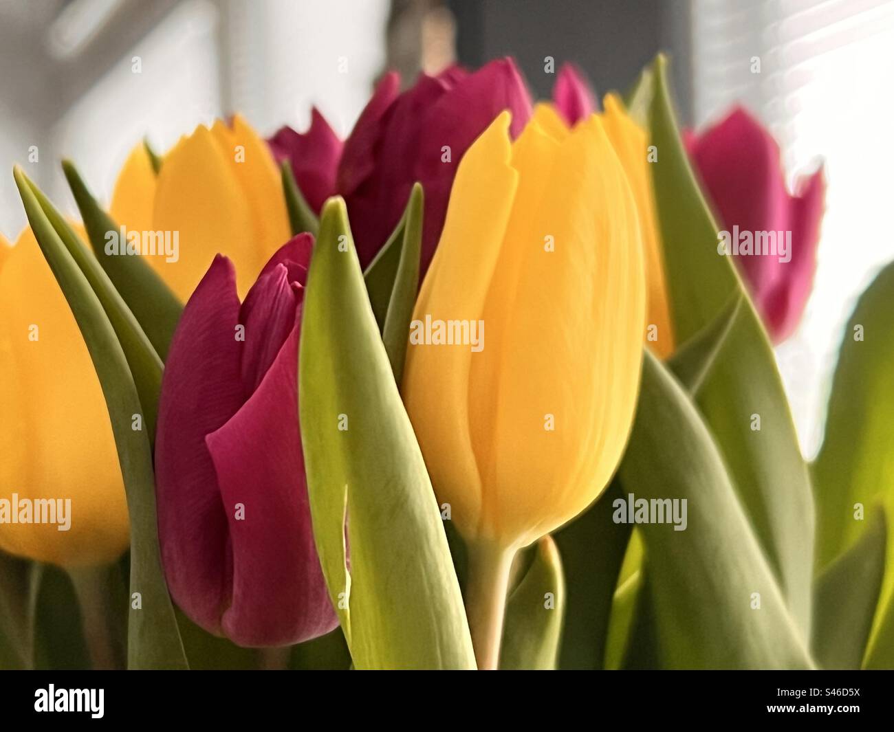 Magenta tulips hi-res stock photography and images - Alamy