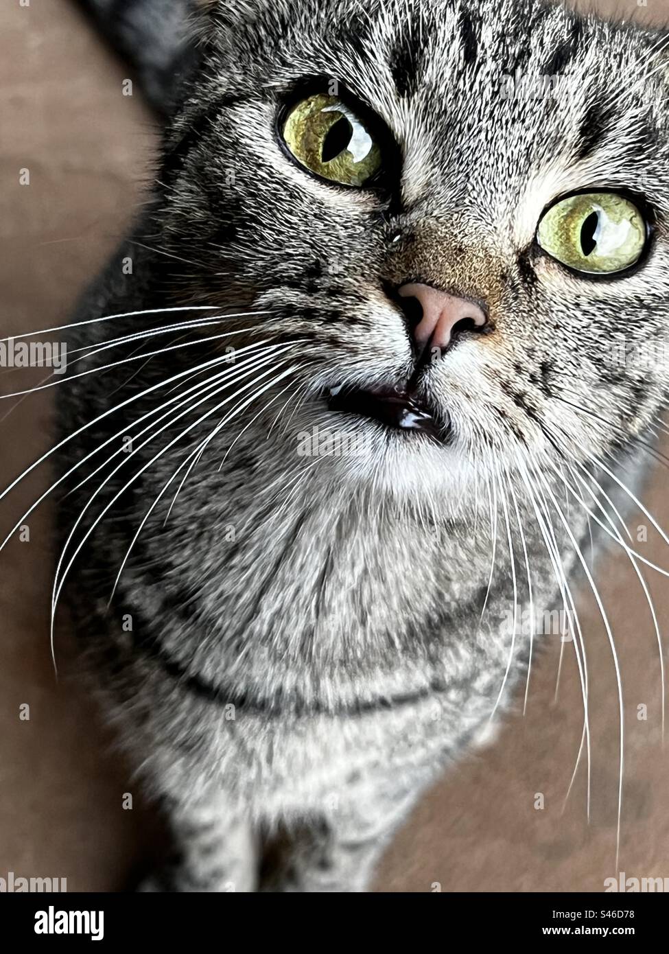 Mesmerizing cat portrait hi-res stock photography and images - Alamy