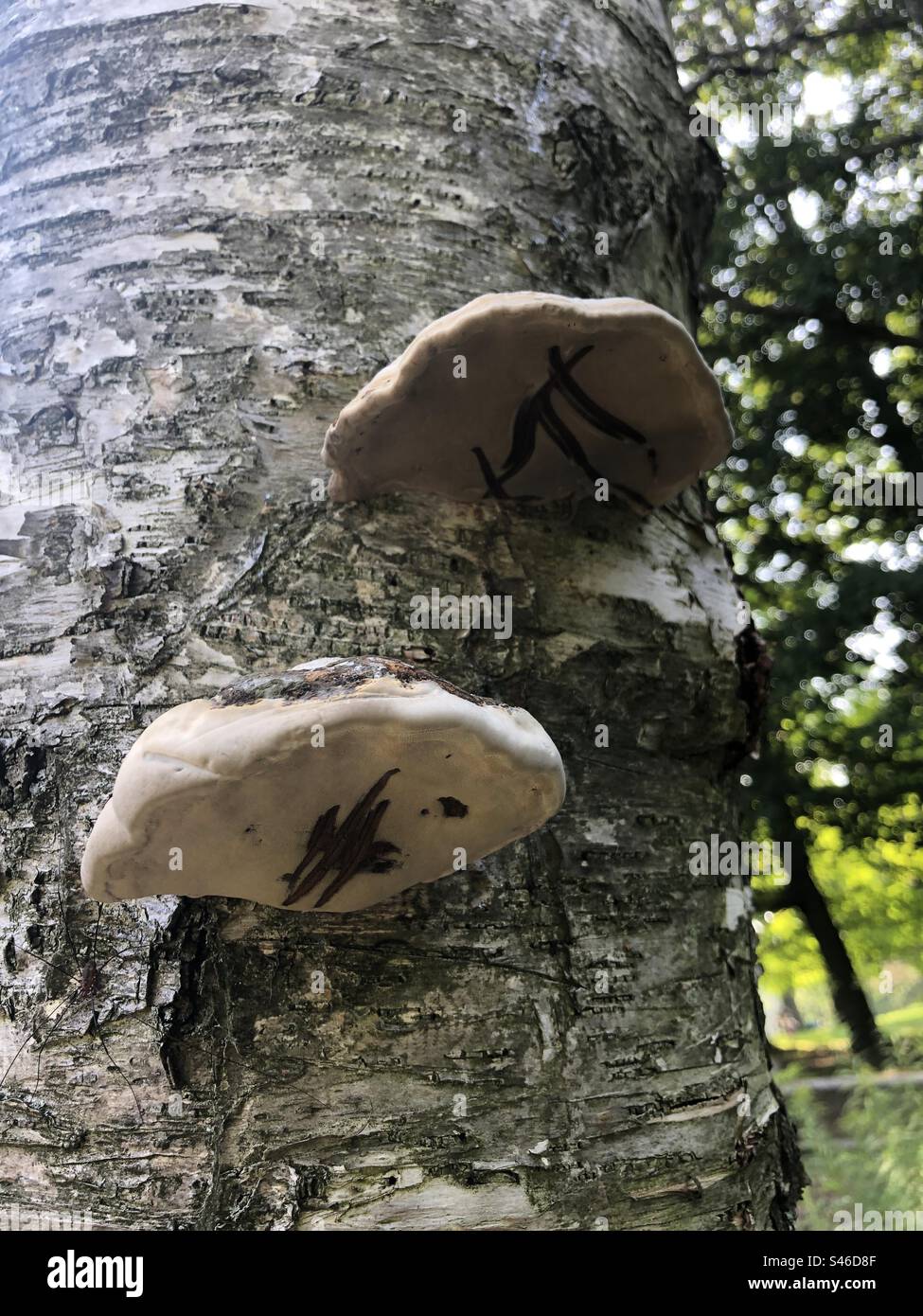 Tree fungus with foliage hi-res stock photography and images - Alamy