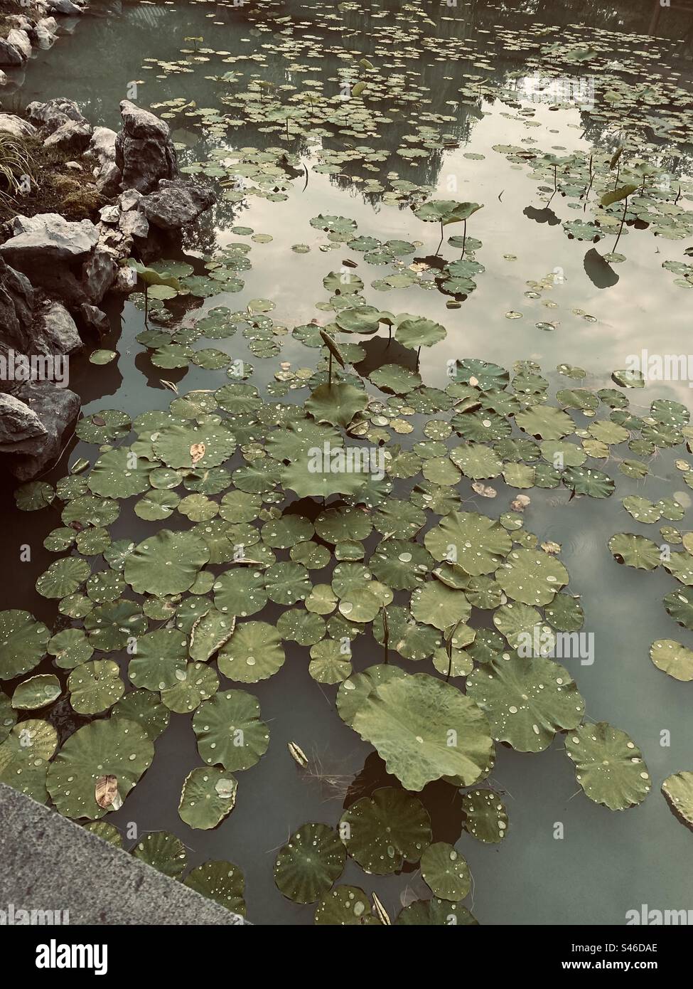 Pond lotus hi-res stock photography and images - Alamy