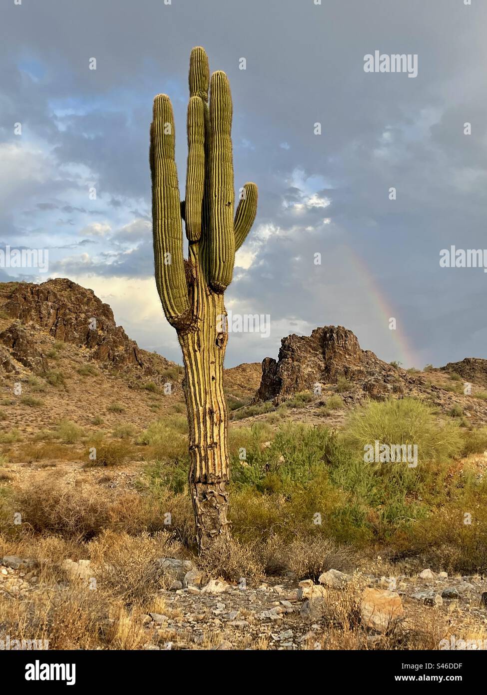 Towering giant saguaro cactus hi-res stock photography and images - Alamy