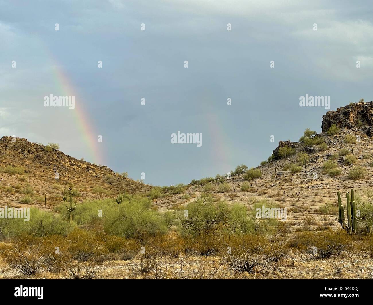 Draw cactus hi-res stock photography and images - Alamy