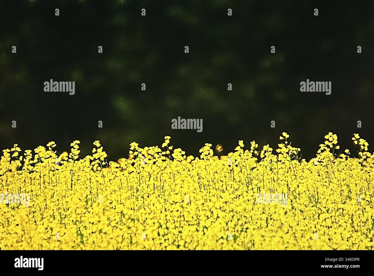 Canola field, yellow field, dark background Stock Photo - Alamy