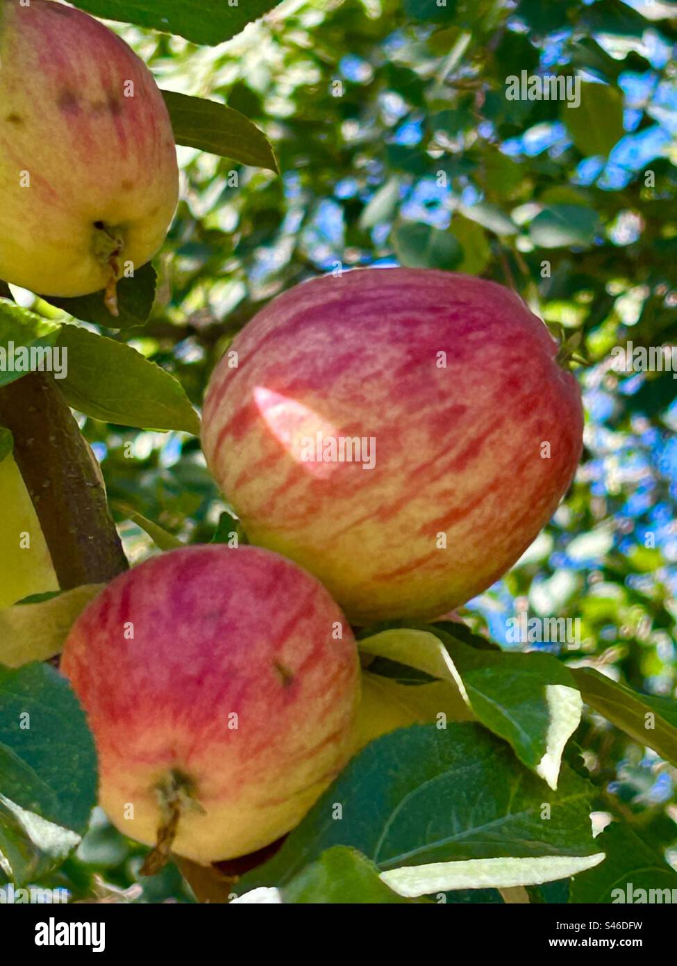 Apples, ready to pick, red, yellow, green trees, blue ski, great day ...