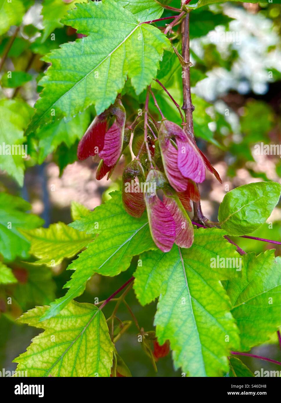Shrub maple leaf, green, red, late summer Stock Photo - Alamy