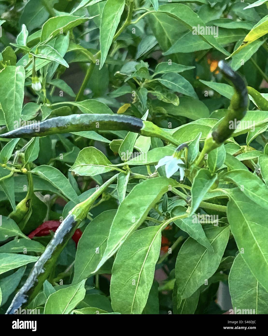 Chilli flower hi-res stock photography and images - Alamy