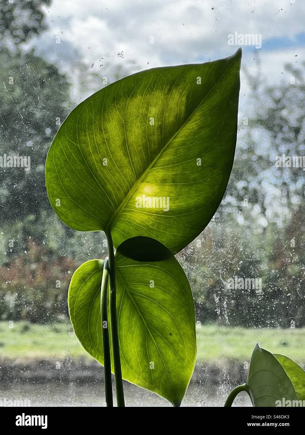 Overlapping leaves hi-res stock photography and images - Alamy