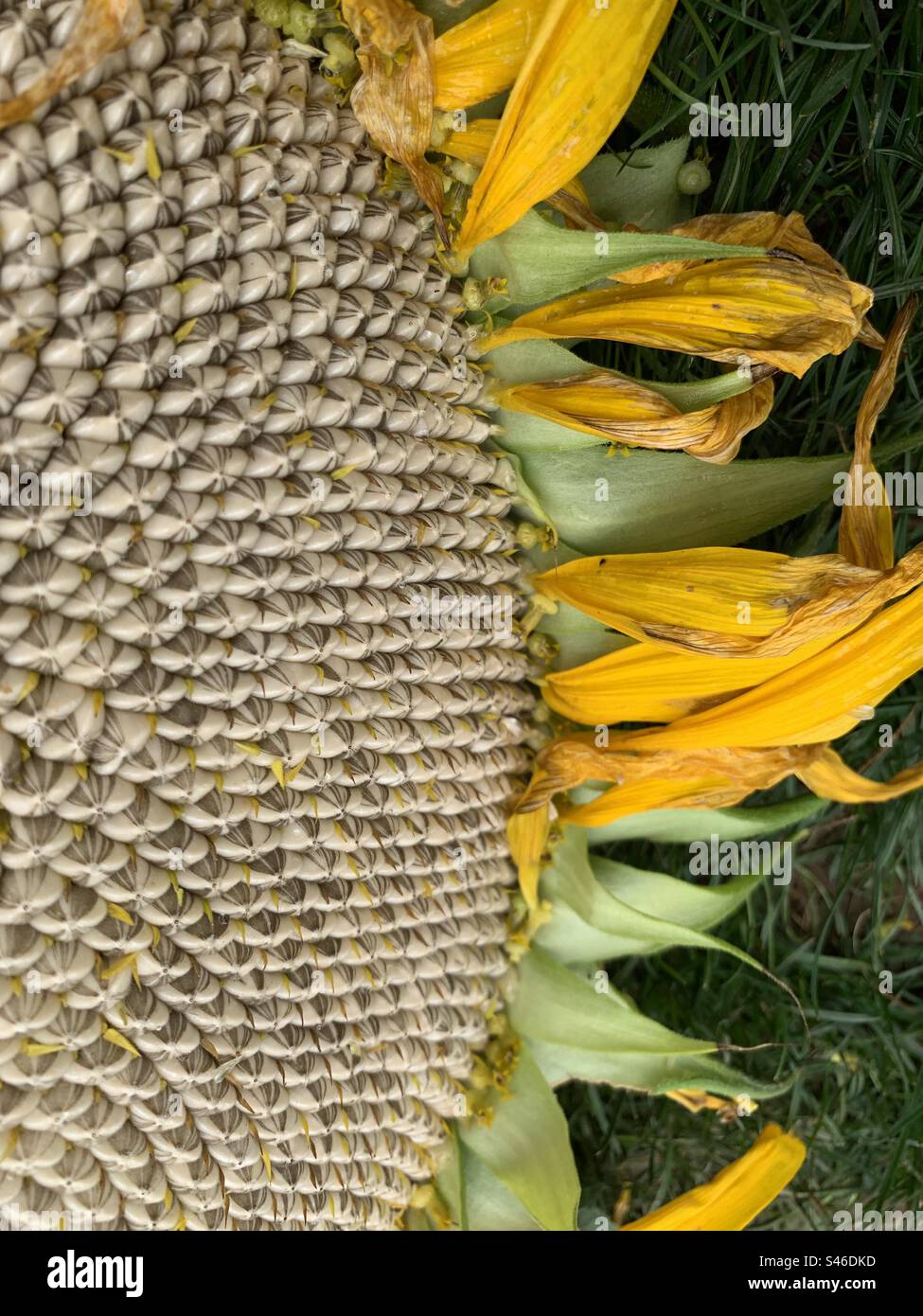 Mammoth Sunflower Seeds Harvesting at Ellis Brashears blog