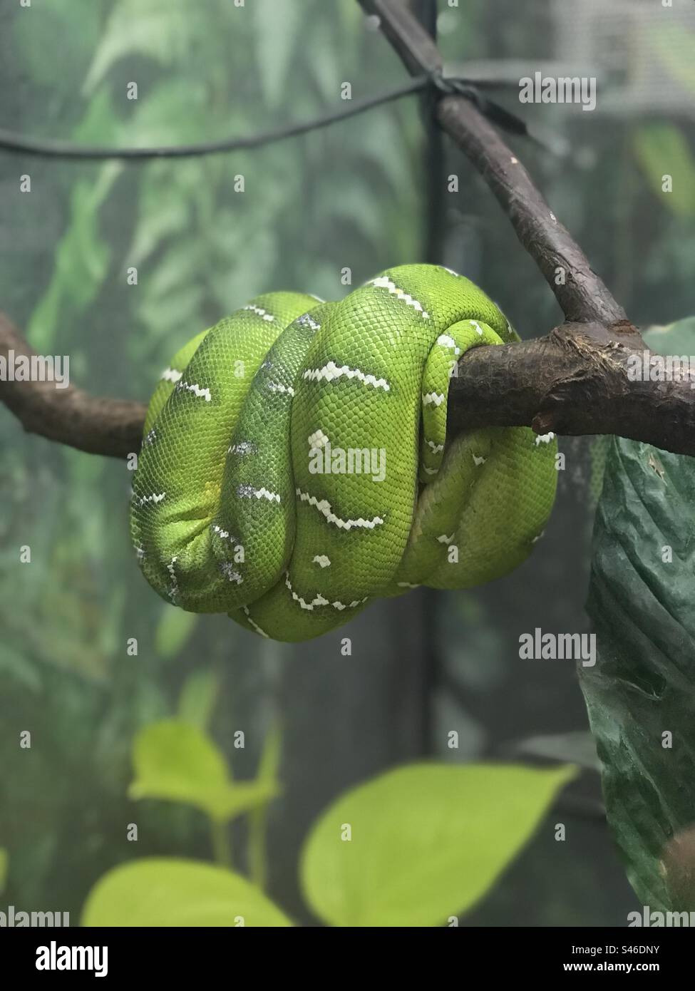 Emerald tree boa hi-res stock photography and images - Alamy