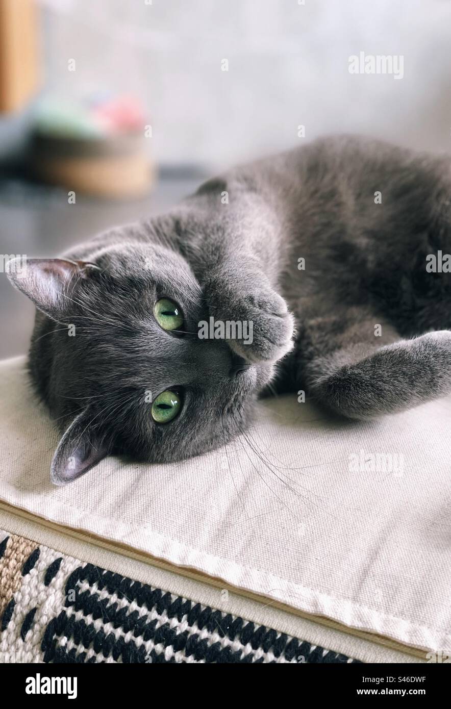 Grey kitten portrait hi-res stock photography and images - Alamy