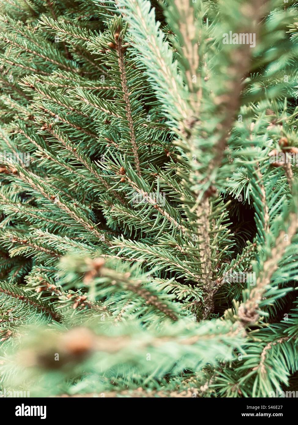 Need of tree hi-res stock photography and images - Alamy