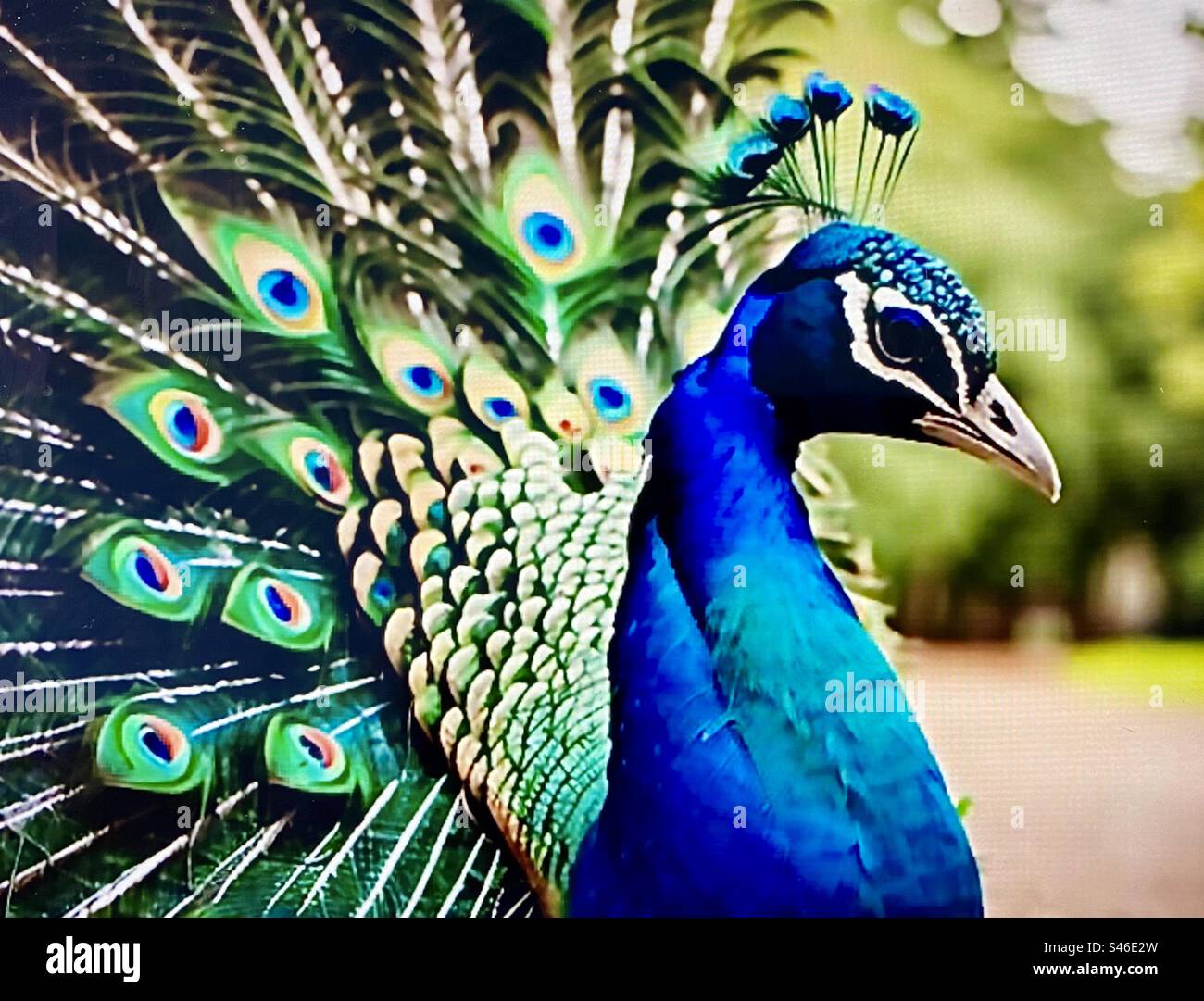 Beautiful exotic and colourful peacock Stock Photo - Alamy