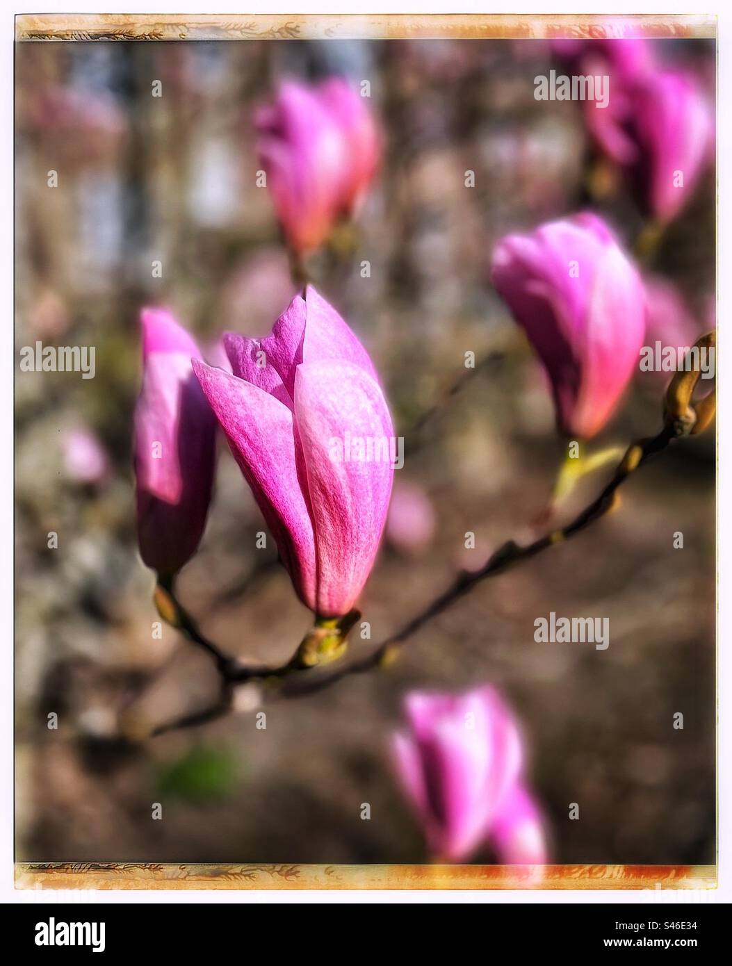 Buds on branch hi-res stock photography and images - Alamy