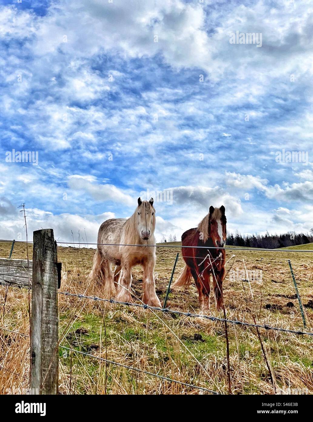 Horse farm field fence view hi-res stock photography and images - Alamy