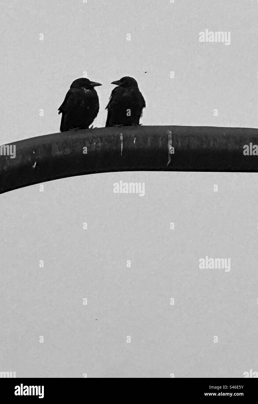 Calgary birds hi-res stock photography and images - Alamy