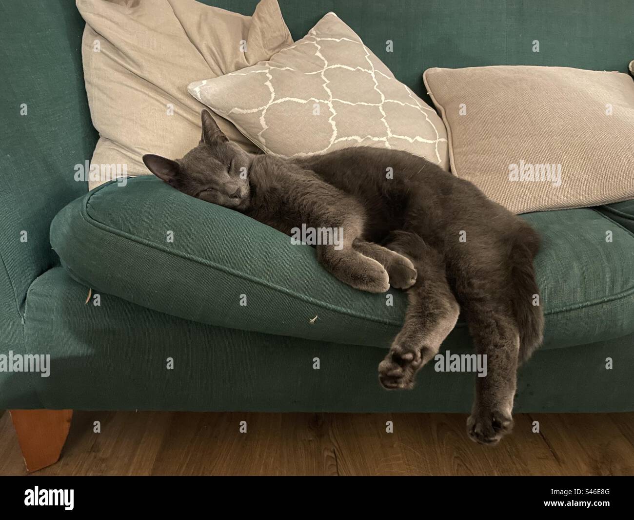Chilled out cat hi-res stock photography and images - Alamy