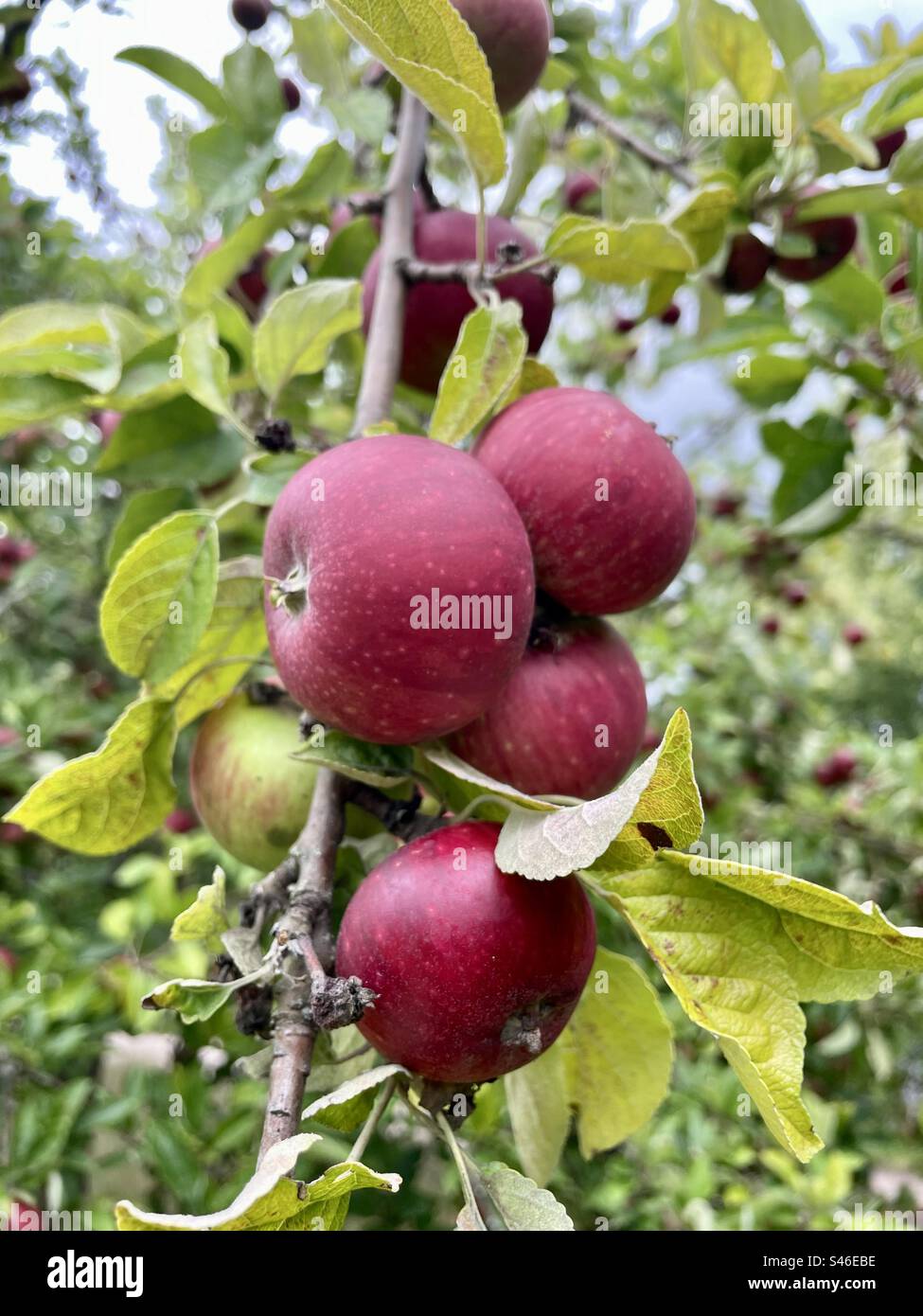 Glistening red apples hanging from tree branches, a tantalizing harvest ...