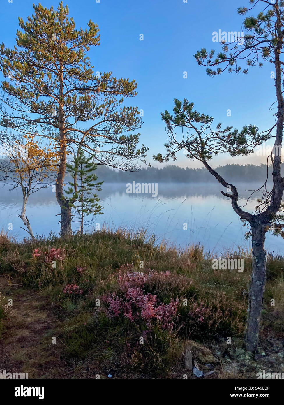 Pines lake hi-res stock photography and images - Alamy