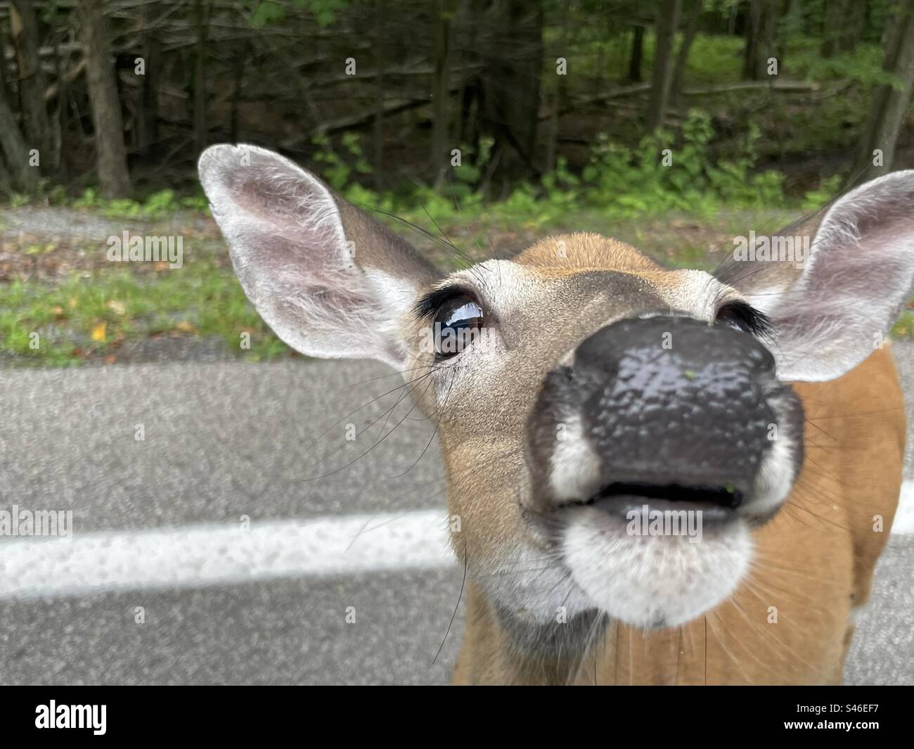 Deer face hi-res stock photography and images - Alamy