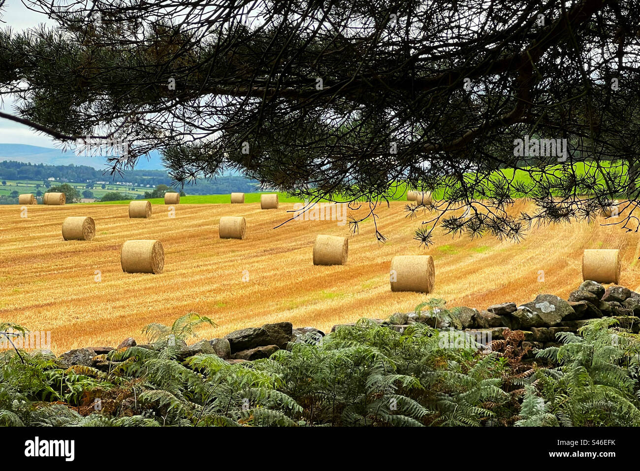 Bailed newly cut straw in field Stock Photo - Alamy