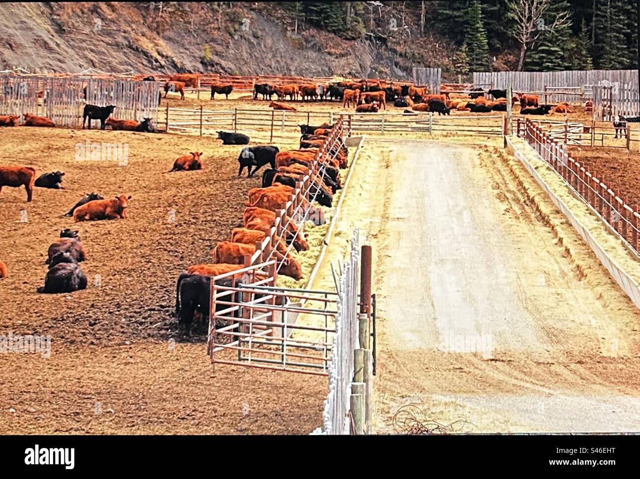 cattle, livestock, ear tags, beef, agriculture, herd, new born, calf ...