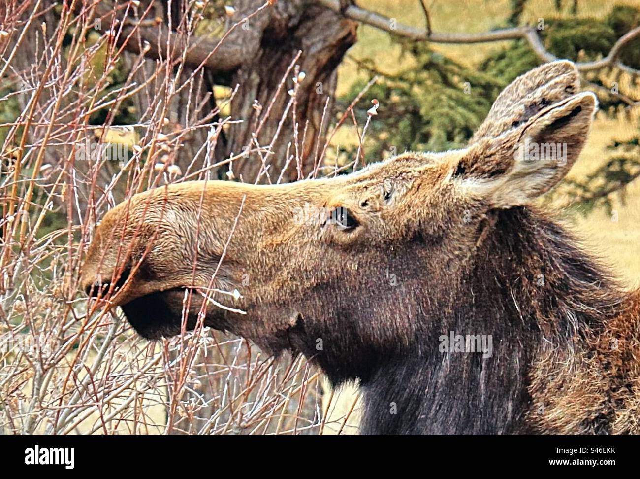 Young moose,eating twigs, twig eater, diet, habitat, wildlife, nature ...