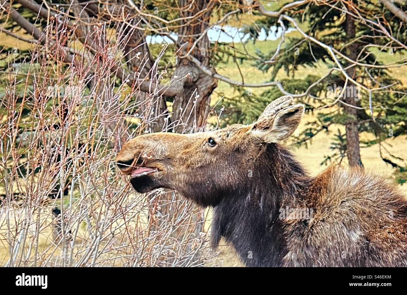 Moose eating twig hi-res stock photography and images - Alamy