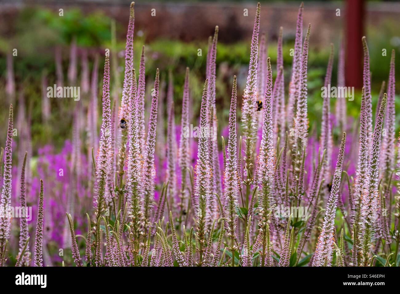 Bees on spiky pink and purple flowers Stock Photo - Alamy