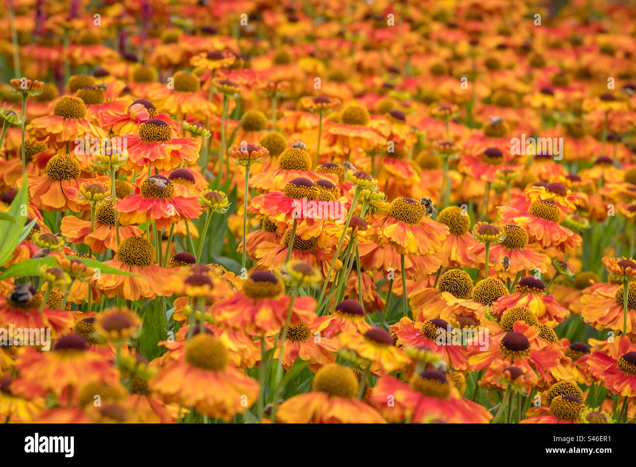 Orange helenium hi-res stock photography and images - Alamy
