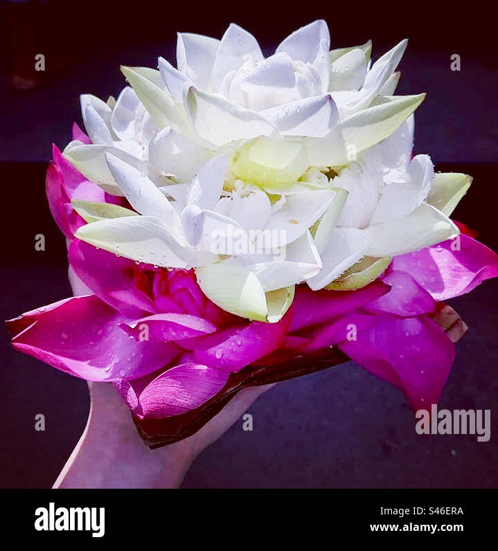 Lotus flower in hand Stock Photo - Alamy