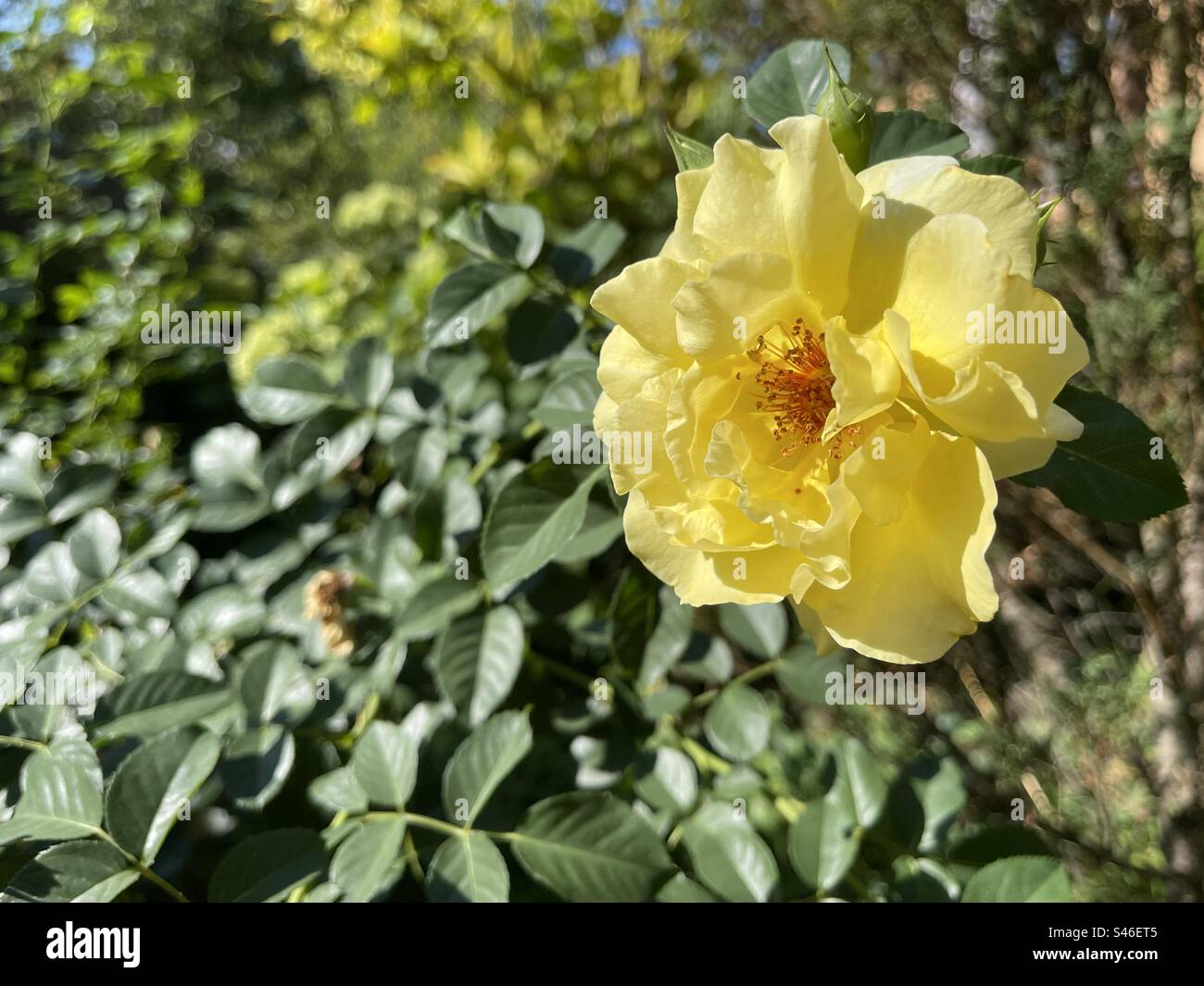 End of summer yellow rose among the garden greens Stock Photo - Alamy