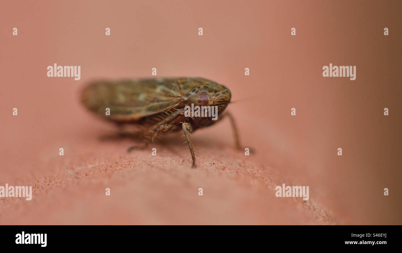 Close up photo of leafhopper hi-res stock photography and images - Alamy