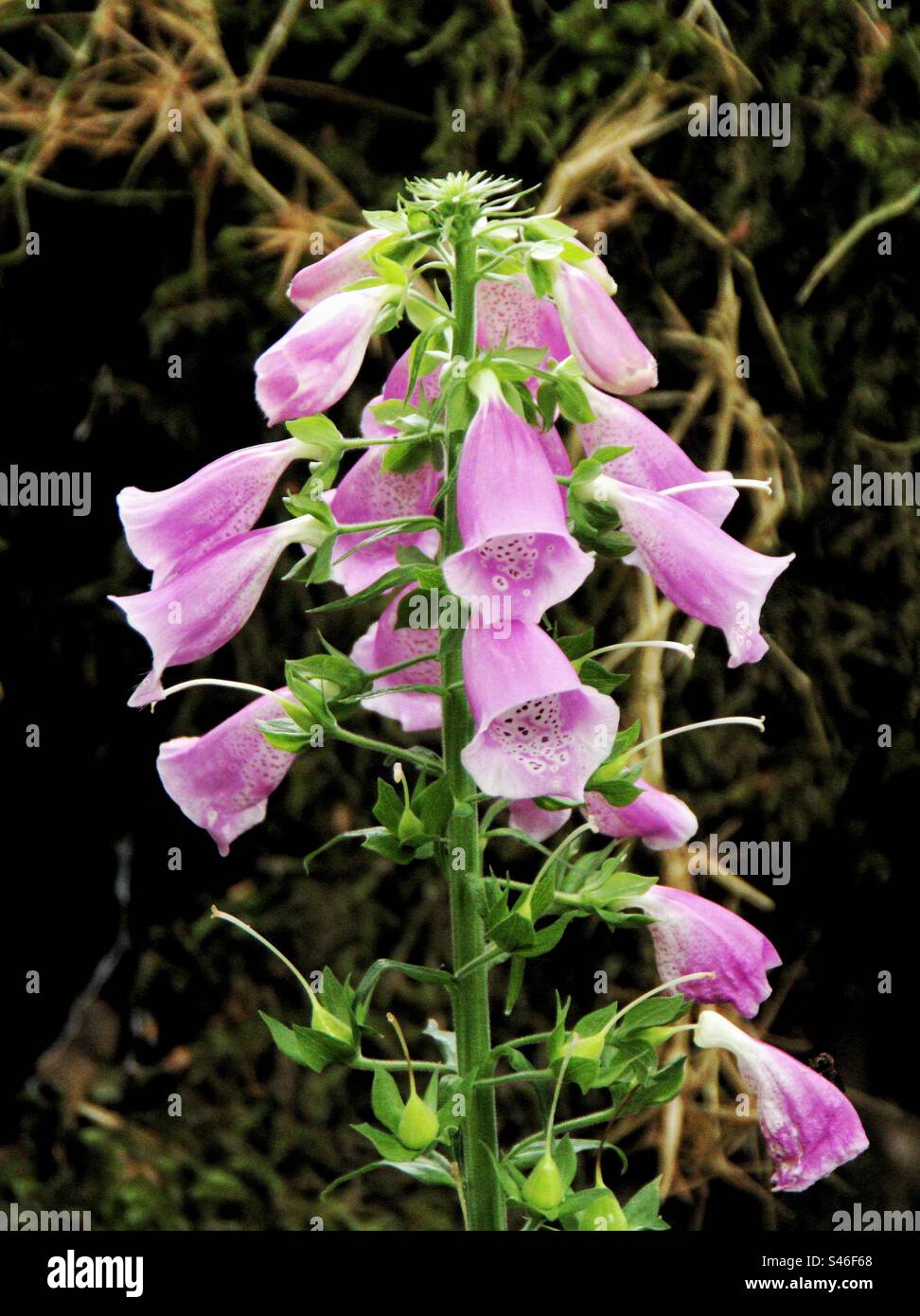 Wild growth in woods hi-res stock photography and images - Alamy