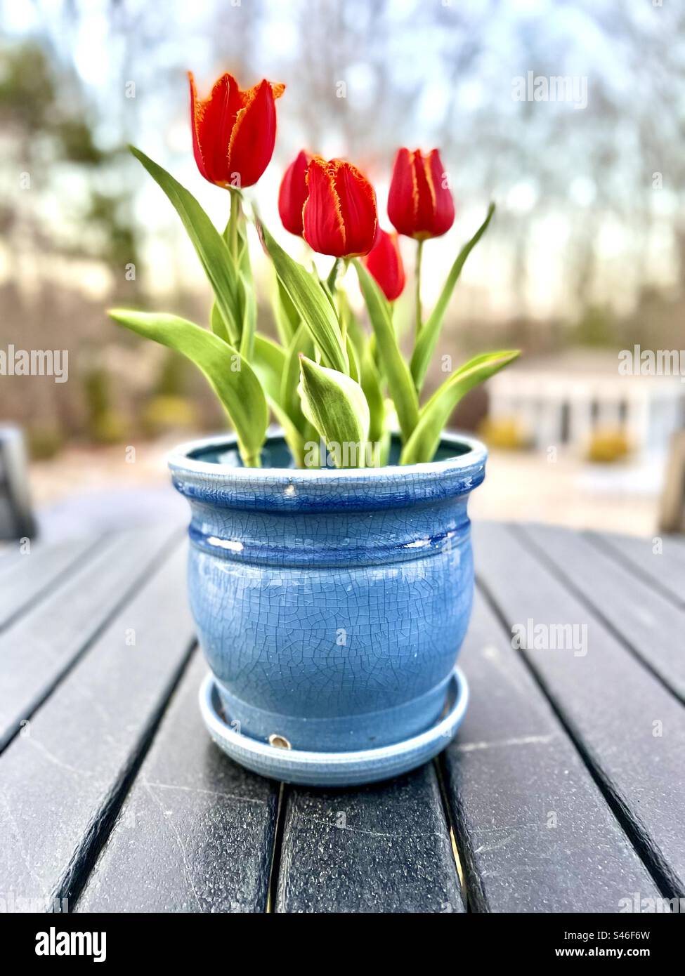 Potted tulips in spring Stock Photo - Alamy