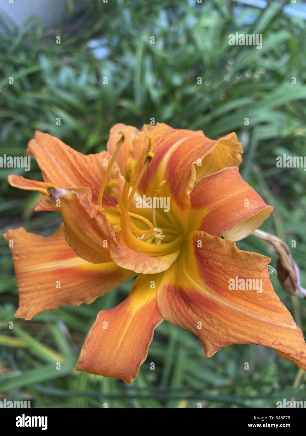 Fire flower hi-res stock photography and images - Alamy