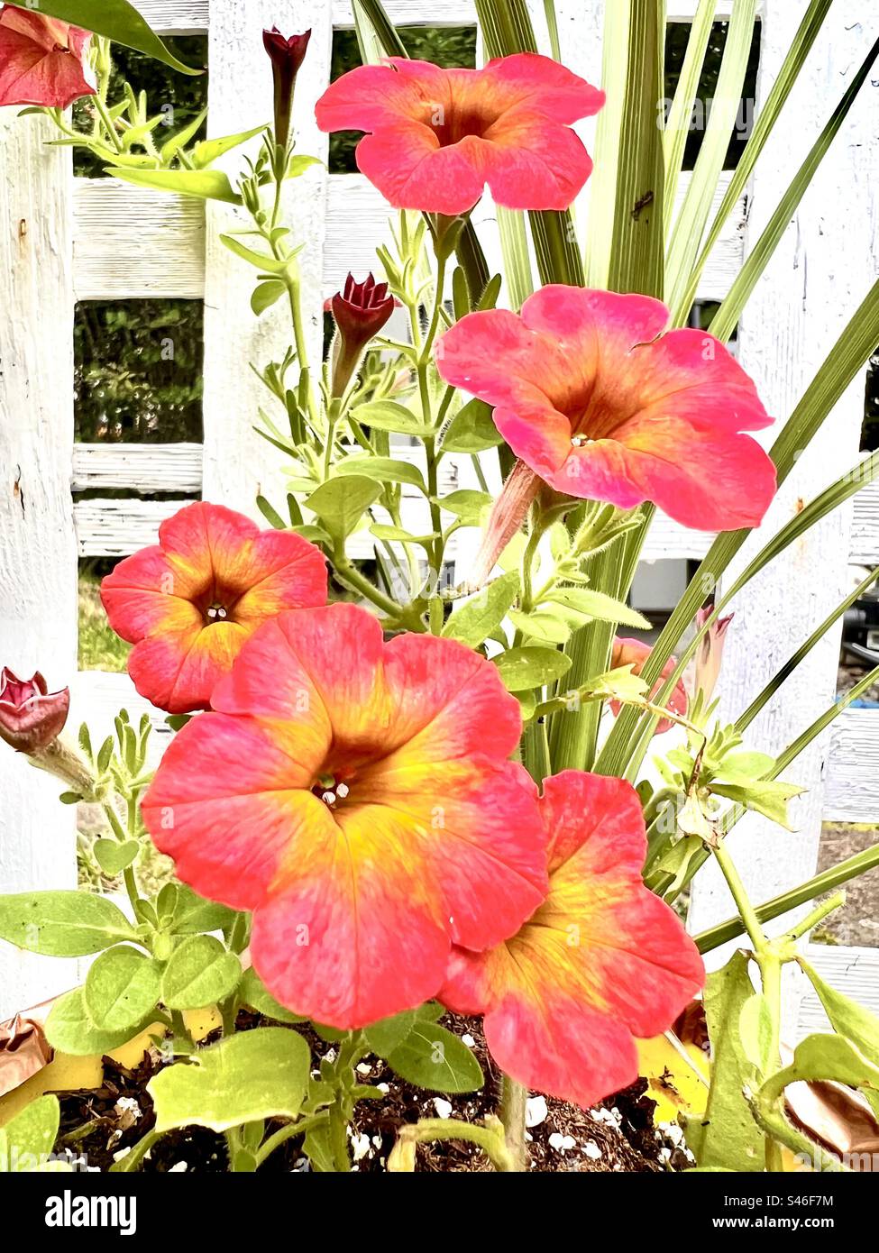 Pink flowers yellow center hi-res stock photography and images - Alamy