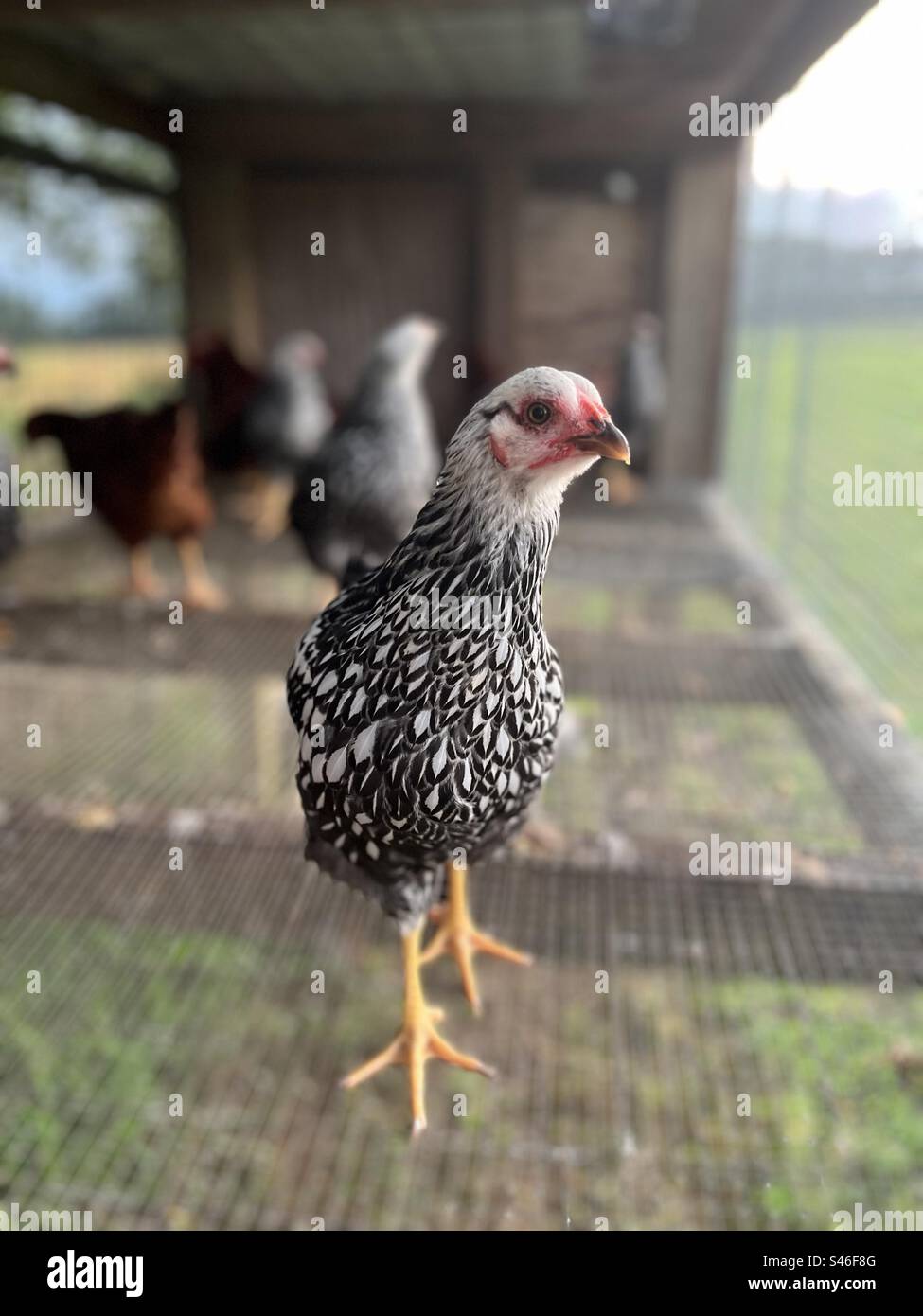 Curious chicken hi-res stock photography and images - Alamy
