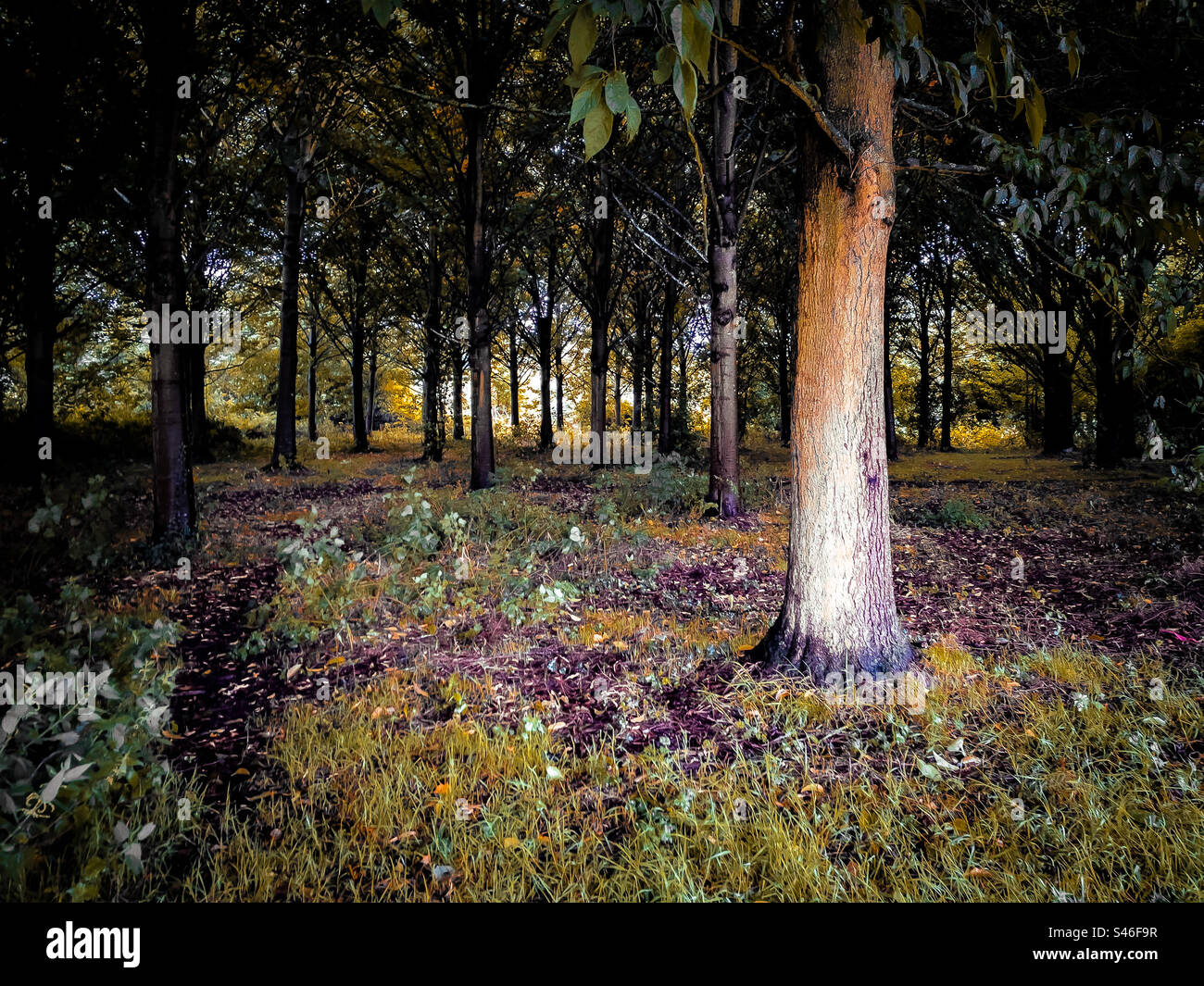 Creepy forest hi-res stock photography and images - Alamy