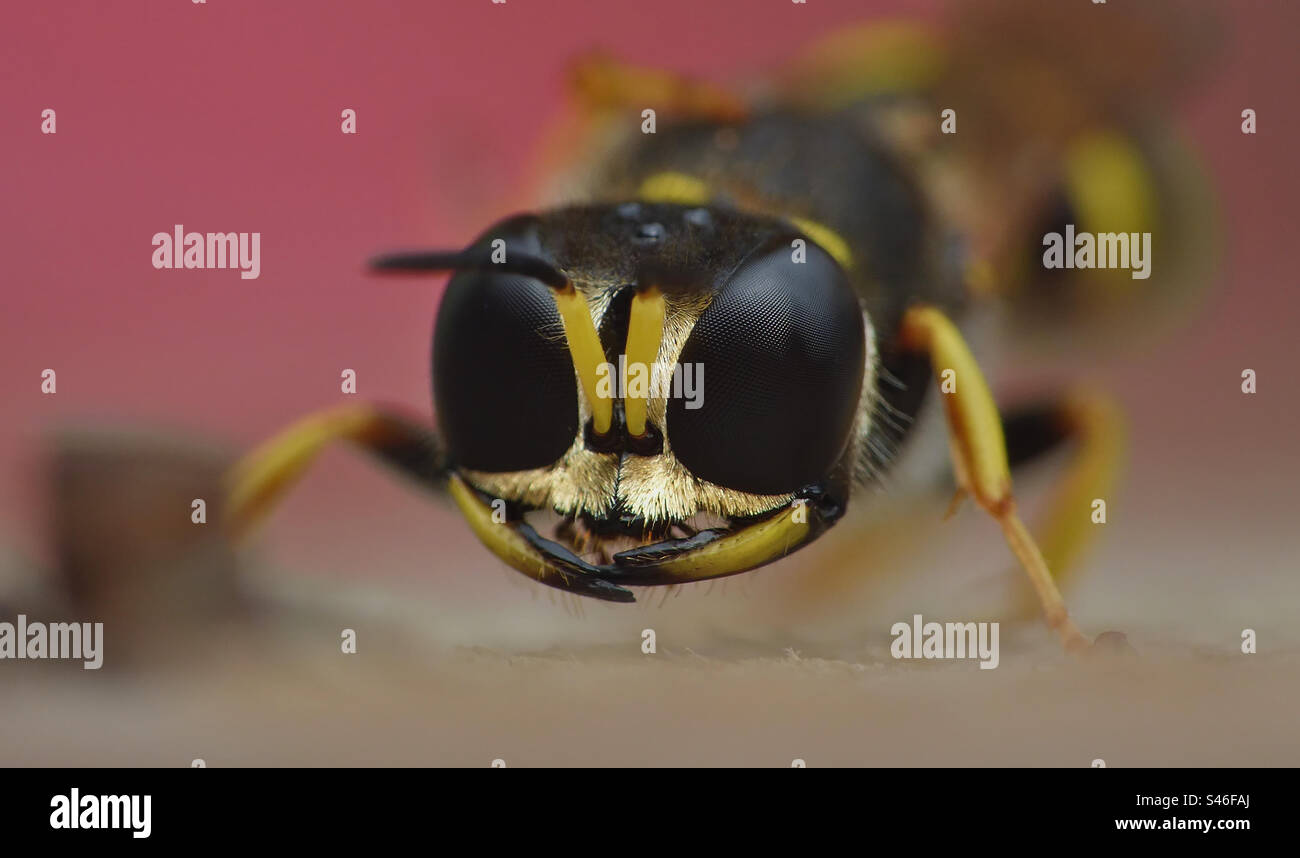 Close up photo of a wasp hi-res stock photography and images - Alamy