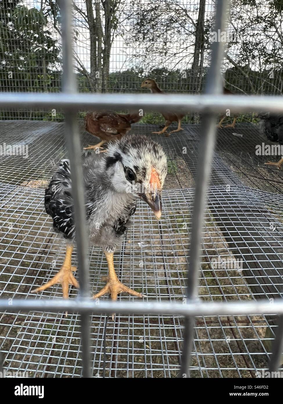 Chicken coup hi-res stock photography and images - Alamy