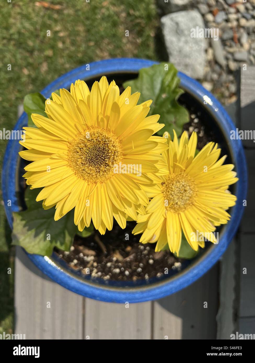 Yellow Gerbera daisies in blue planter Stock Photo - Alamy