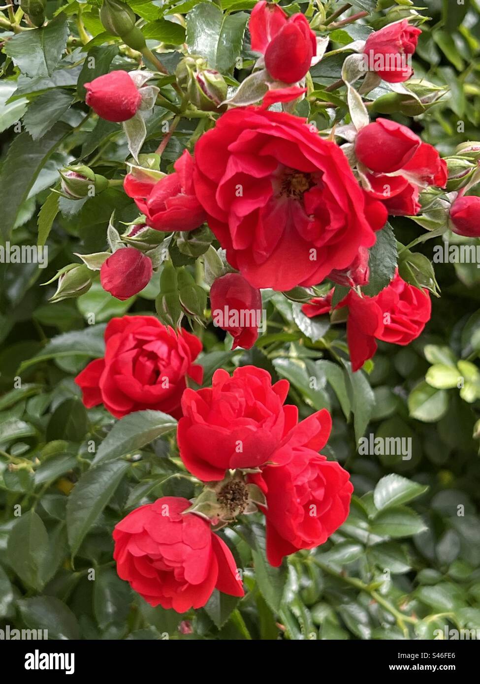 Roses bush hi-res stock photography and images - Alamy