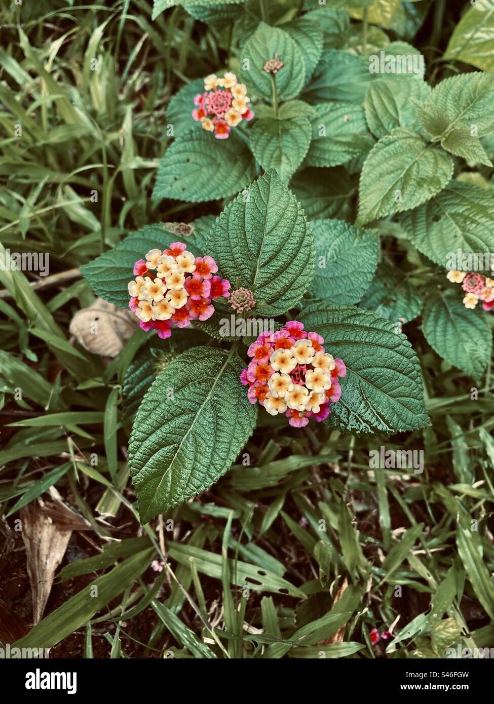 Five leaf flower hi-res stock photography and images - Alamy