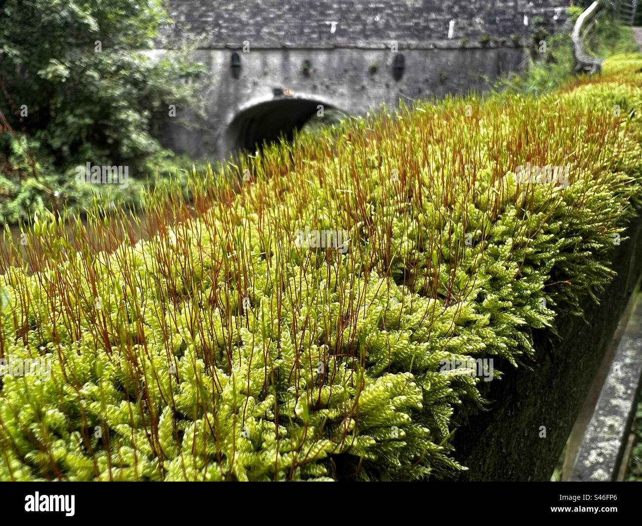 Moss on bridge hi-res stock photography and images - Alamy